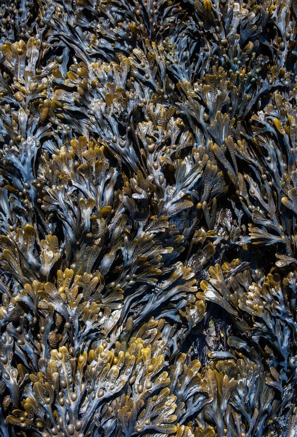 Bladderwrack Seaweed stock photo. Image of algae, zone - 4364746
