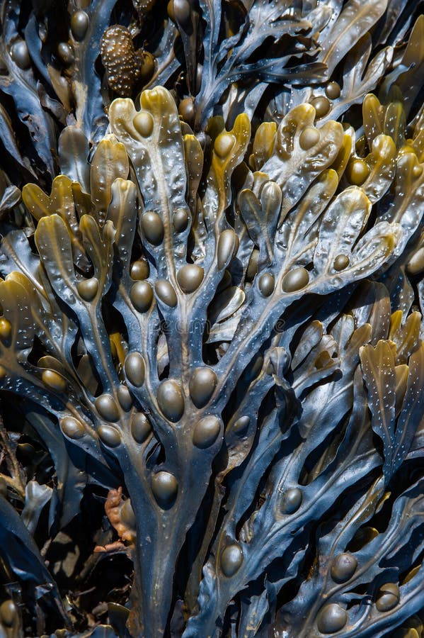 Bladderwrack Seaweed stock photo. Image of algae, zone - 4364746
