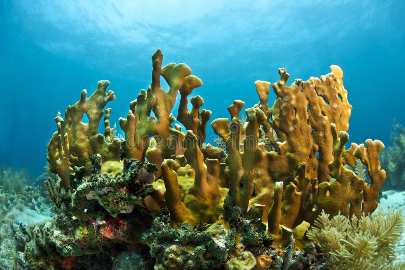 Blade fire coral stock photo. Image of millepora, complanata - 18114366
