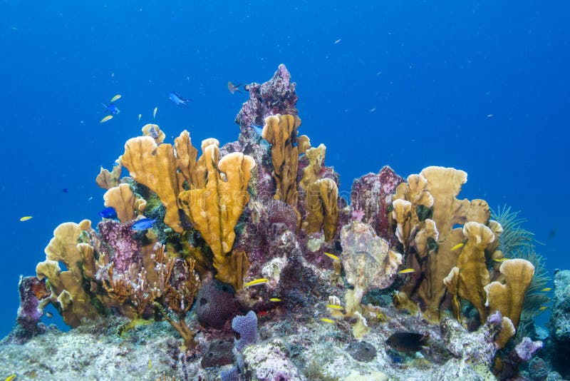 Blade fire coral stock photo. Image of millepora, complanata - 18114366