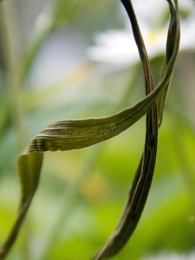 Blade of Grass Dried Up from the Heat Stock Photo - Image of heat, leaf ...