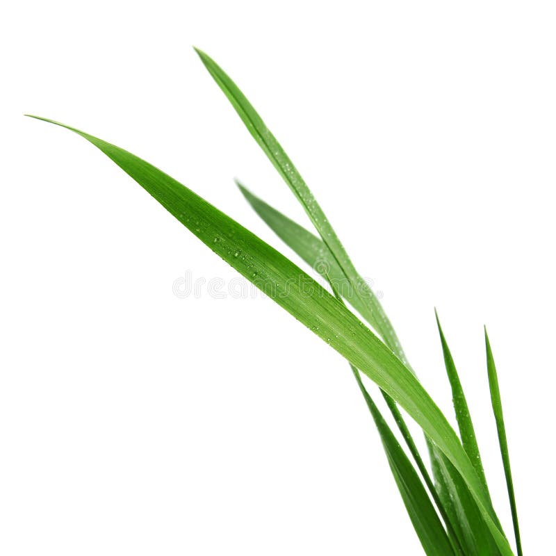 Single Blade Of Grass