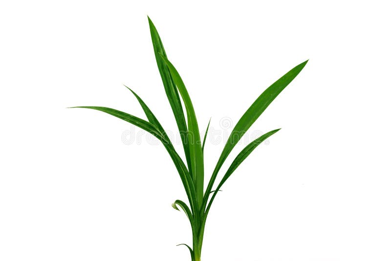 Blade of Grass Isolated on White Background. Stock Photo - Image of ...