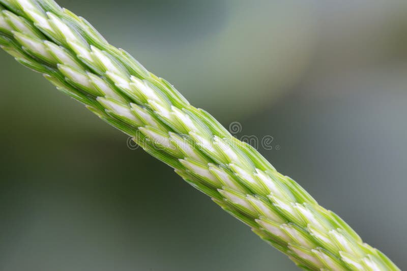 Blade grass texture stock photo. Image of spicate, biology - 371065502
