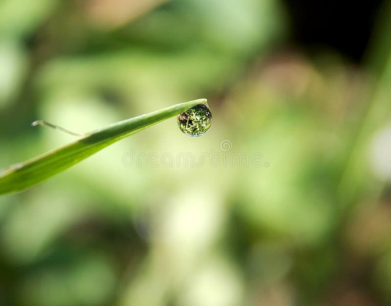 Grass and drop stock photo. Image of beauty, meadow, growth - 14205548