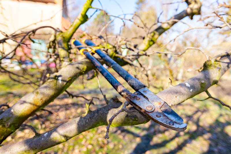 Blade of Long Shears As Pruning Fruit Trees in the Orchard Stock Photo ...