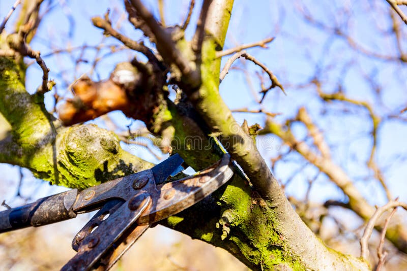 Blade of Long Shears As Pruning Fruit Trees in the Orchard Stock Photo ...