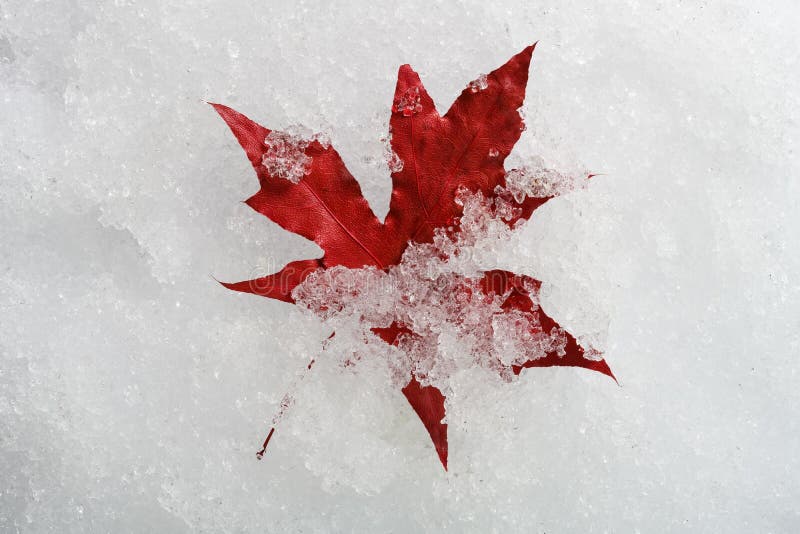 5-blade Red Maple Leaf on Snow Stock Photo - Image of beautiful ...