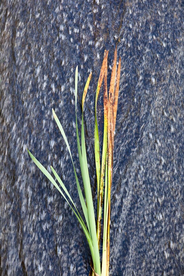 Blade of reed stock photo. Image of nature, beauty, flow - 18634544