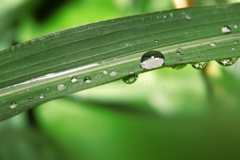 Blade with water drops stock image. Image of background - 5985911