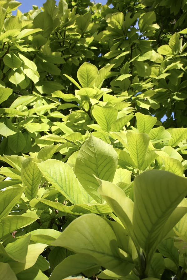 Bladeren stock foto. Image of boom, organisch, struik - 14456330