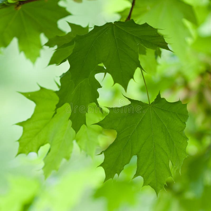 Bladeren stock afbeelding. Image of beeld, geel, zomer - 14975619