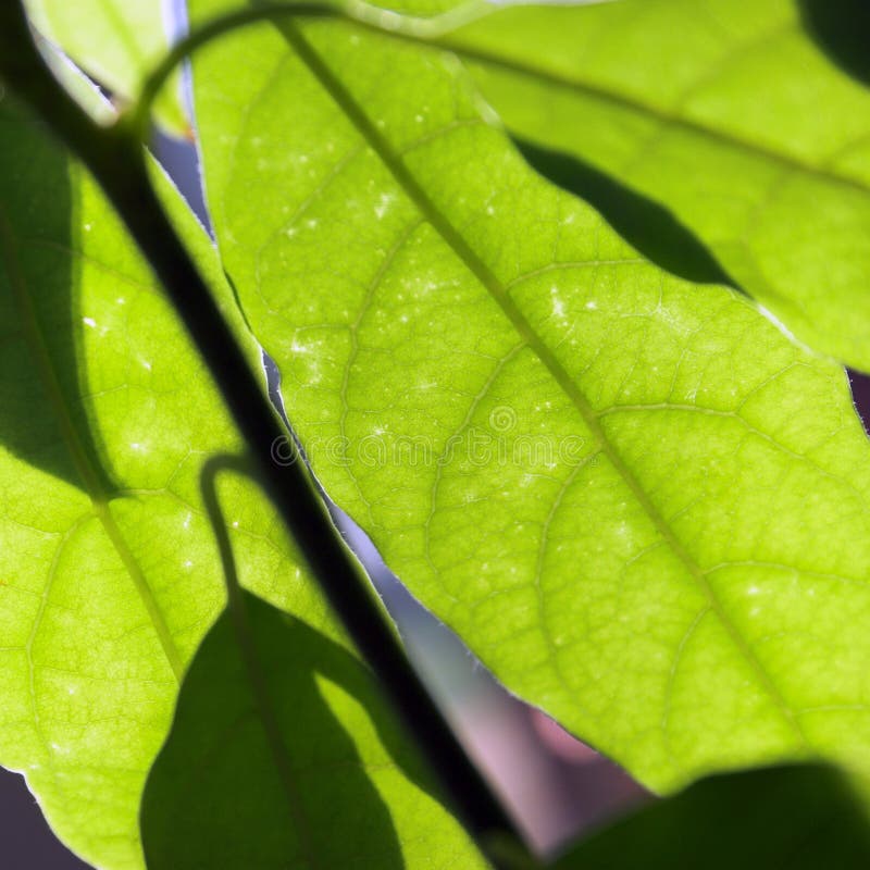 Bladeren stock afbeelding. Image of nave, samenvatting - 535547