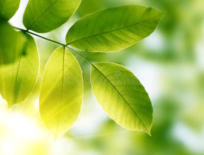 Bladeren stock foto. Image of zomer, buiten, licht, macro - 9544898