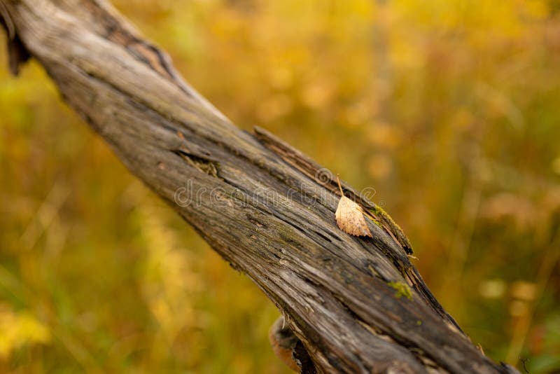 Het Droge Blad, Dood Blad, Ziekteblad, Verwelkt Stock Afbeelding ...