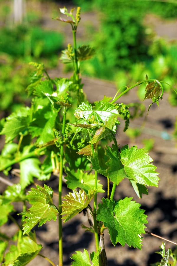 Bladeren, Ranken En Takjes Van Druiven Stock Afbeelding - Image of ...