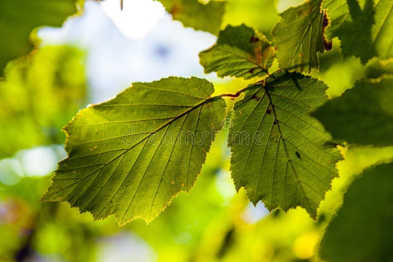 Bladeren Van Een Boom in Detail Stock Foto - Image of exemplaar ...