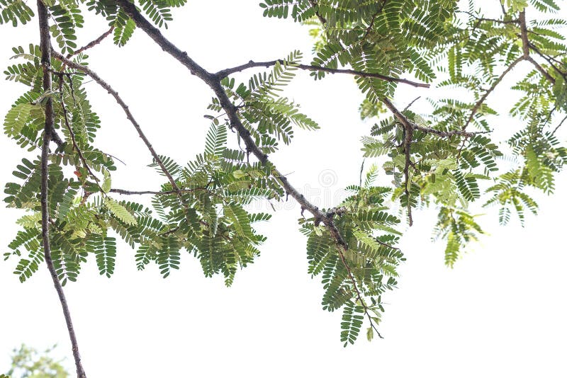 Bladeren Van Tamarindeboom, Witte Achtergrond Stock Afbeelding - Image ...