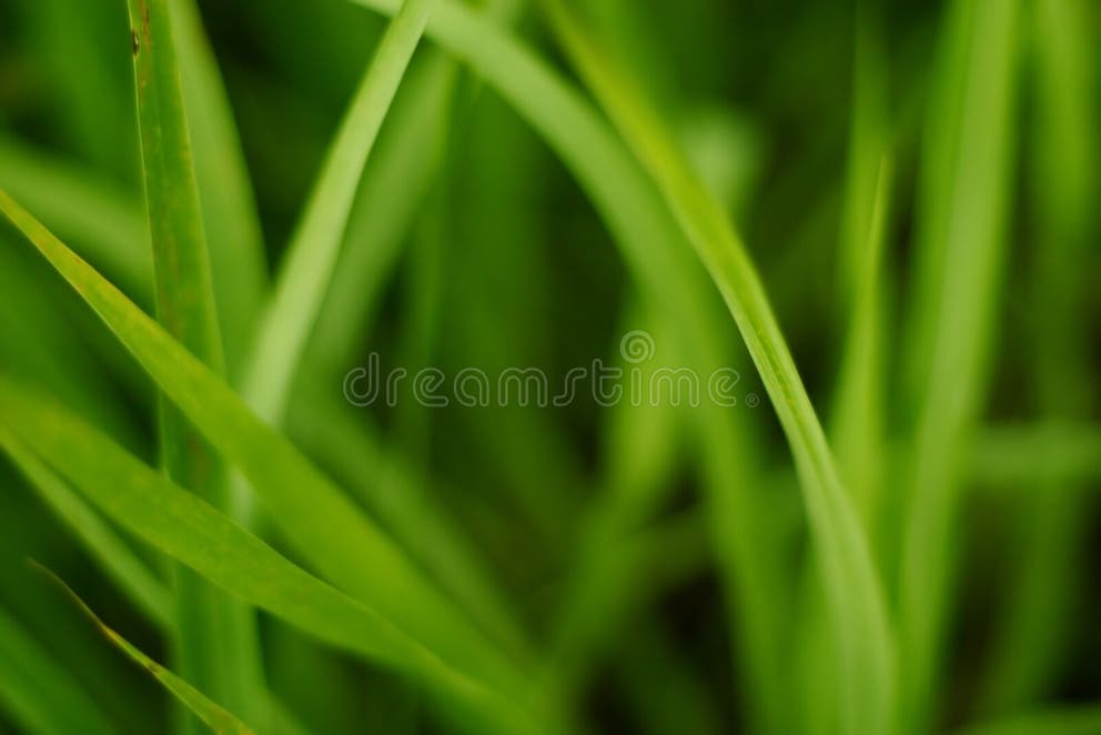 Blades stock photo. Image of grass, green, abstract, botany - 1980380