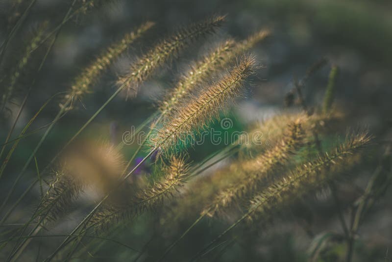 Blades of Decorative Grass in the Garden Stock Photo - Image of plant ...