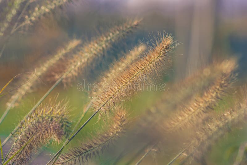 Blades of Decorative Grass in the Garden Stock Photo - Image of botany ...