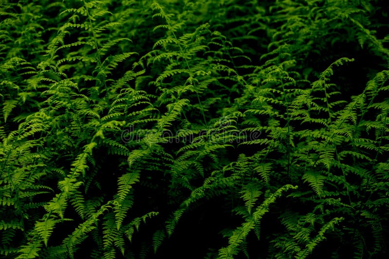 Blades of Fern in Shenandoah Forest Stock Image - Image of nature ...