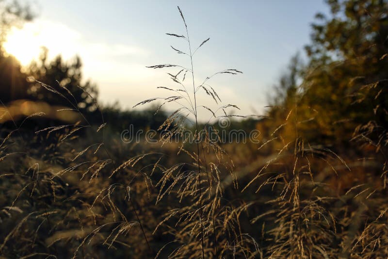 Grass on the sky backgound stock image. Image of plan - 189702493