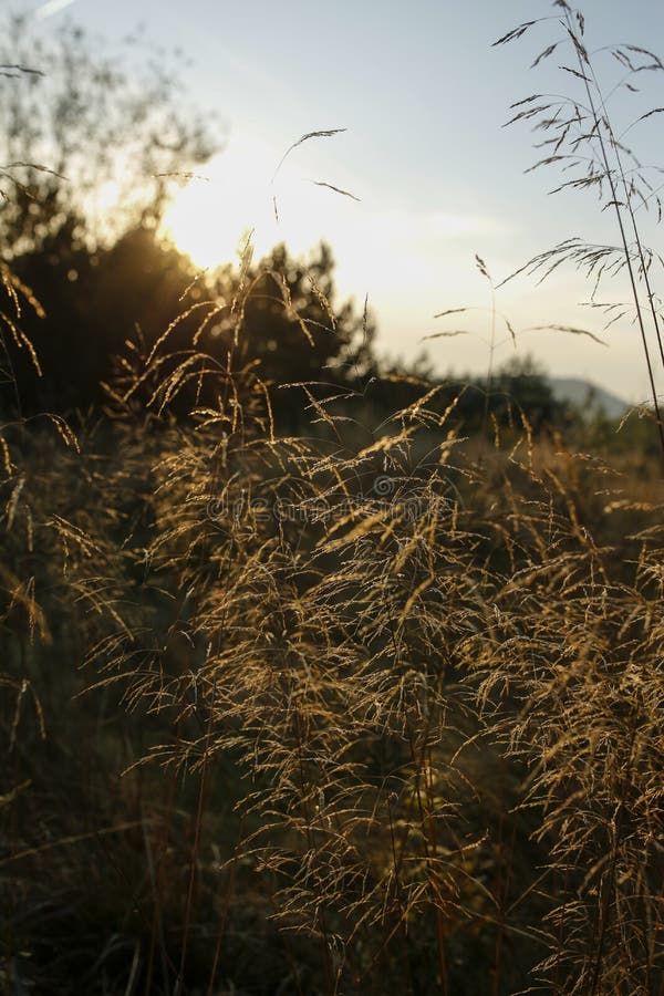 Grass on the sky backgound stock image. Image of plan - 189702493