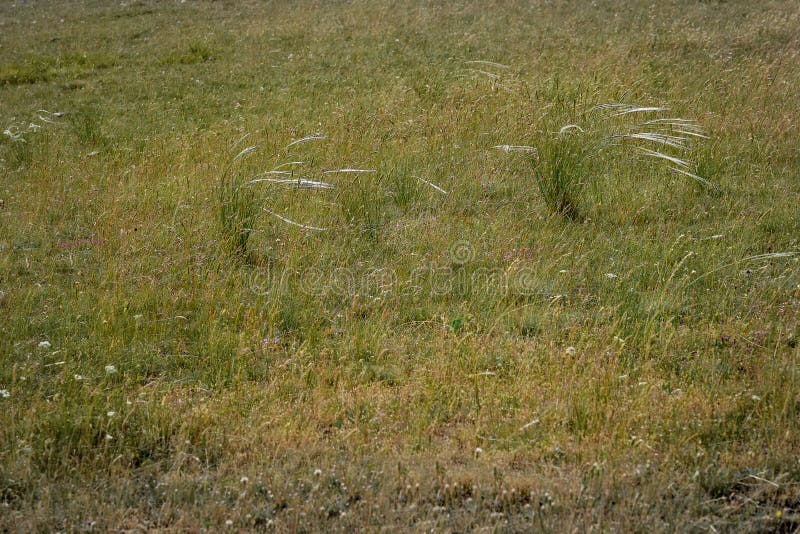 Blades of Grass Bent by the Wind in the Plain of Campo Imperatore ...