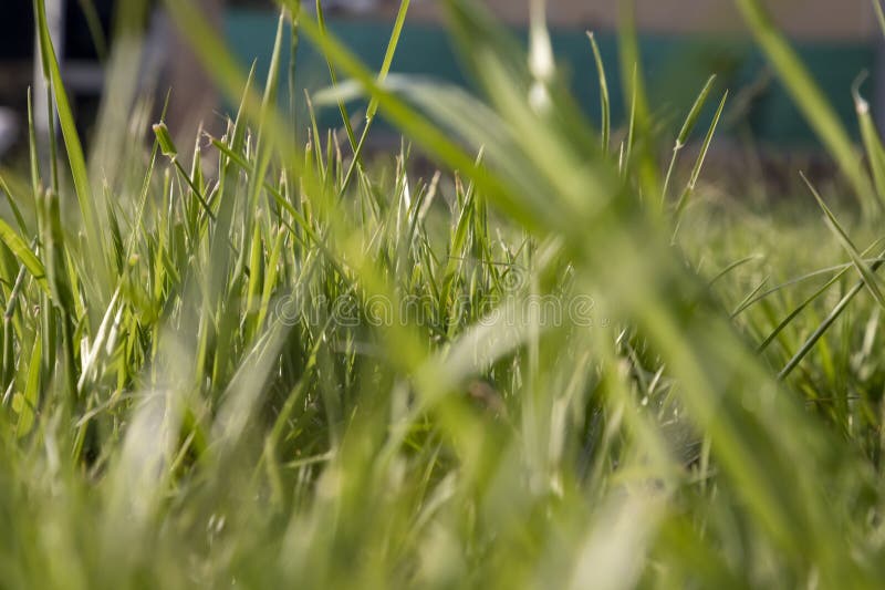 Blades of Grass Growing in the Spring Sun, Preparing the Garden Stock ...