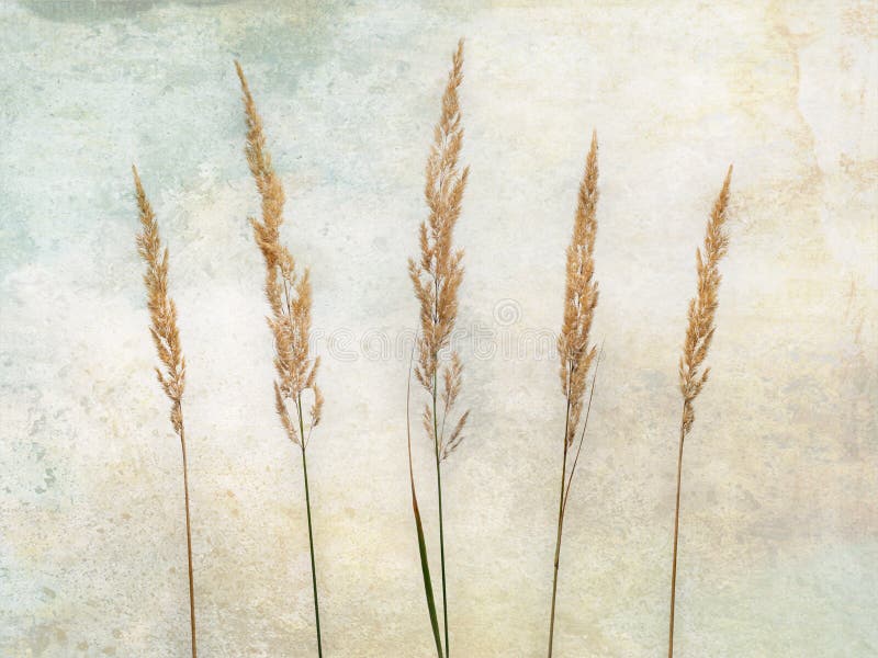 Blades of Grass in a Row on a Textured Background Stock Photo - Image ...