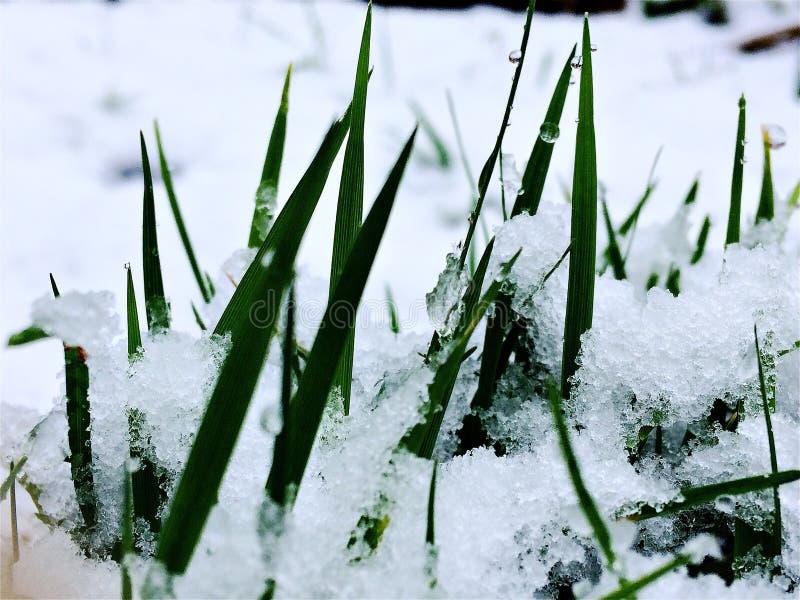 Blades of Grass in the Snow Stock Photo - Image of cold, lawn: 84422168