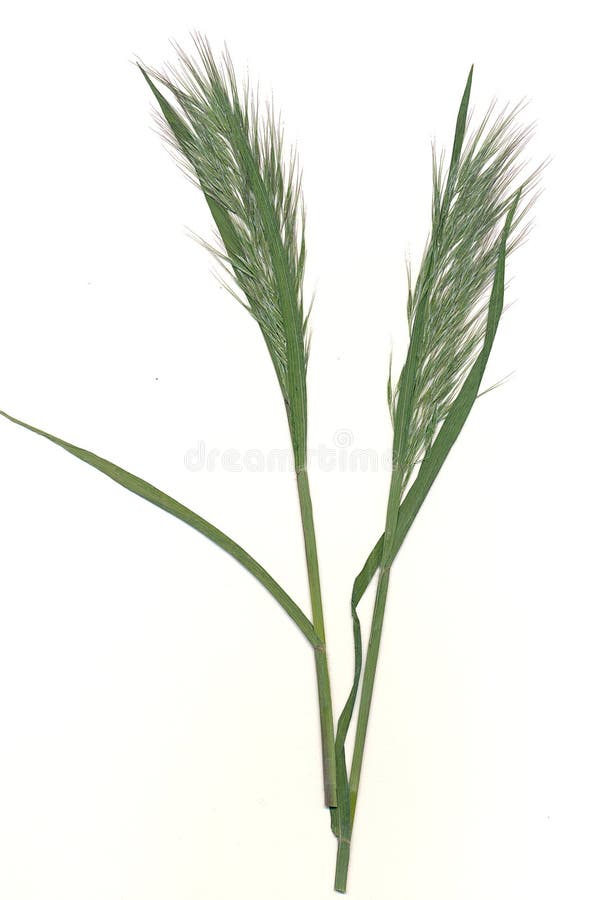 Blades of Grass stock image. Image of seeds, stalk, grass - 71127103