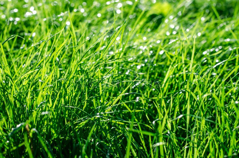 Blades of Green Grass with Bokeh Effect after Rain Stock Photo - Image ...