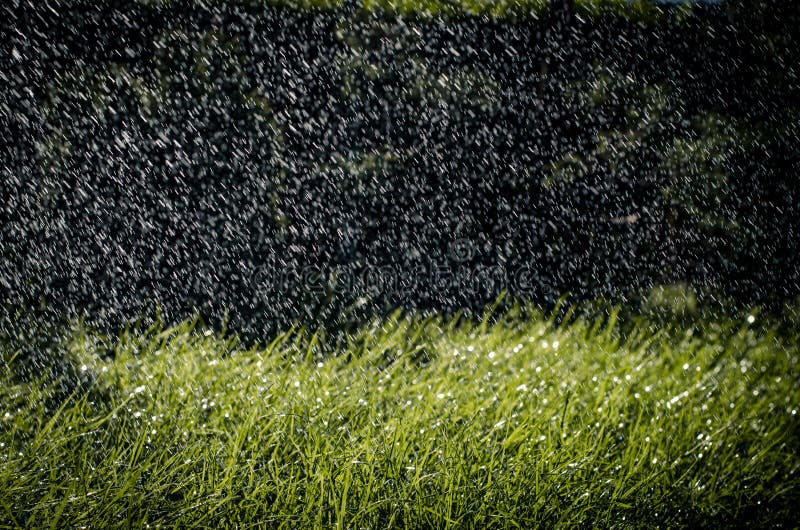 Blades of Green Grass in Pouring Rain Stock Photo - Image of growth ...