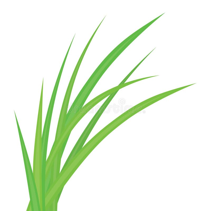 Blades of green grass stock vector. Illustration of farm - 240459520
