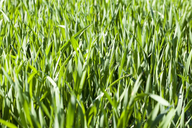 Blades of wheat stock image. Image of gold, grain, color - 131816361