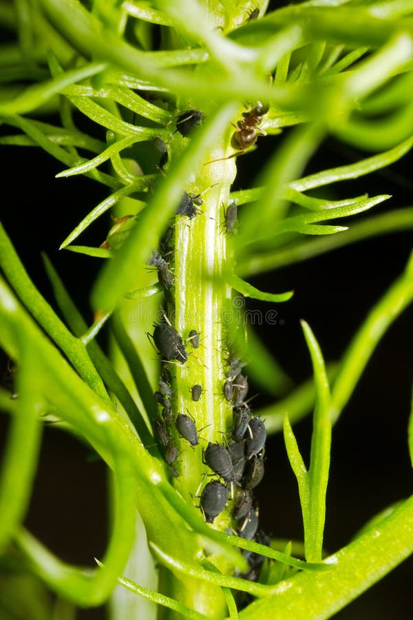 Bladluizen, Aphids stock foto. Image of bladluis, entomologie - 25529868