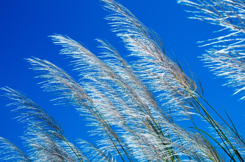 The Blady Grass or Cogongrass, Japanese Bloodgrass, Kunai Grass, Lalang ...
