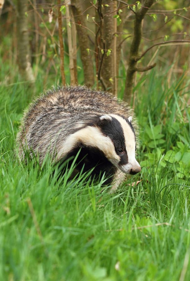Blaireau sur l'arbre image stock. Image du ressort, gros - 70726353