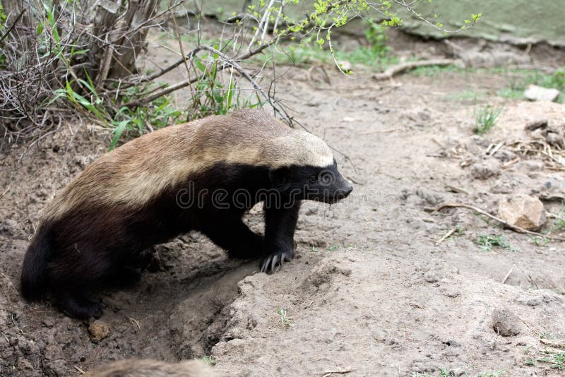 Blaireau de miel image stock. Image du blanc, intense - 28993431