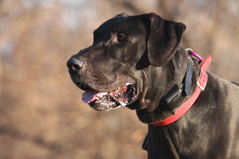 Police Labrador stock image. Image of labrador, police - 2403779