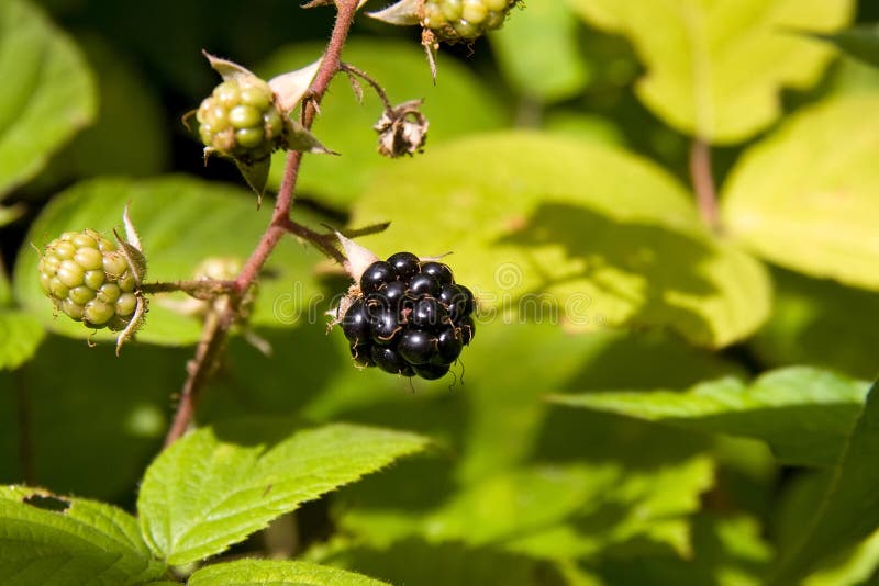 Blamber Berries Stock Photos - Free & Royalty-Free Stock Photos from ...