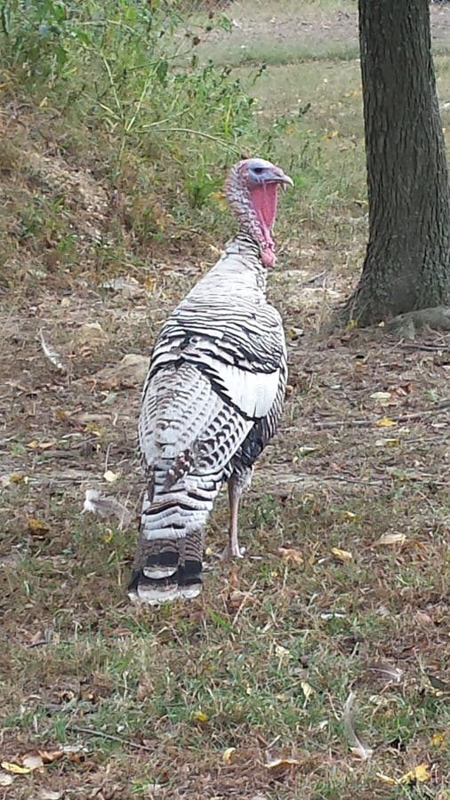 Dinde noire et blanche photo stock. Image du dinde, blanc - 75054690