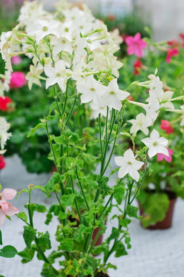 Blanc D'Avalon D'alata De Nicotiana Photo stock - Image du grand ...
