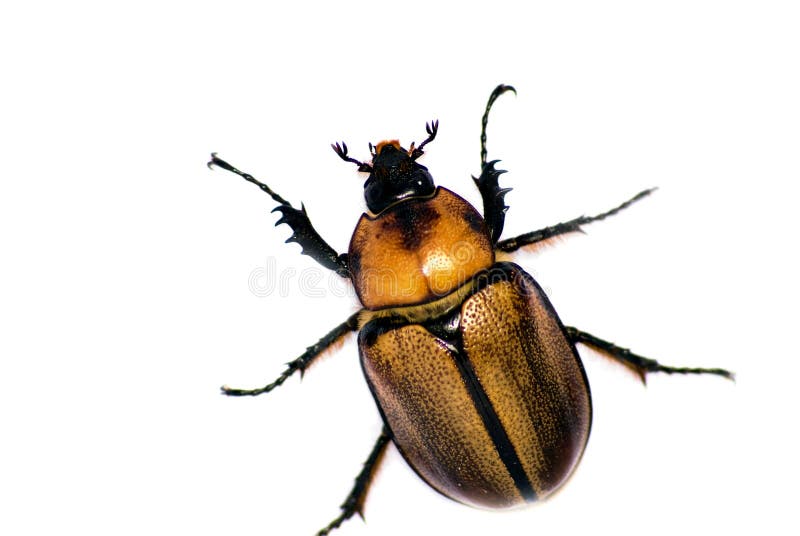 Blanc d'insecte photo stock. Image du entomologie, fond - 9144800