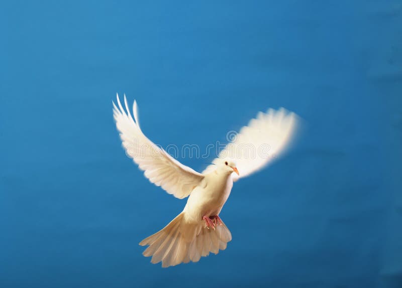 Blanc D'isolement Par Vol Bleu De Colombe Photo stock - Image du pureté ...