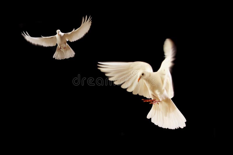 Blanc de colombe image stock. Image du oiseau, clavette - 7787817
