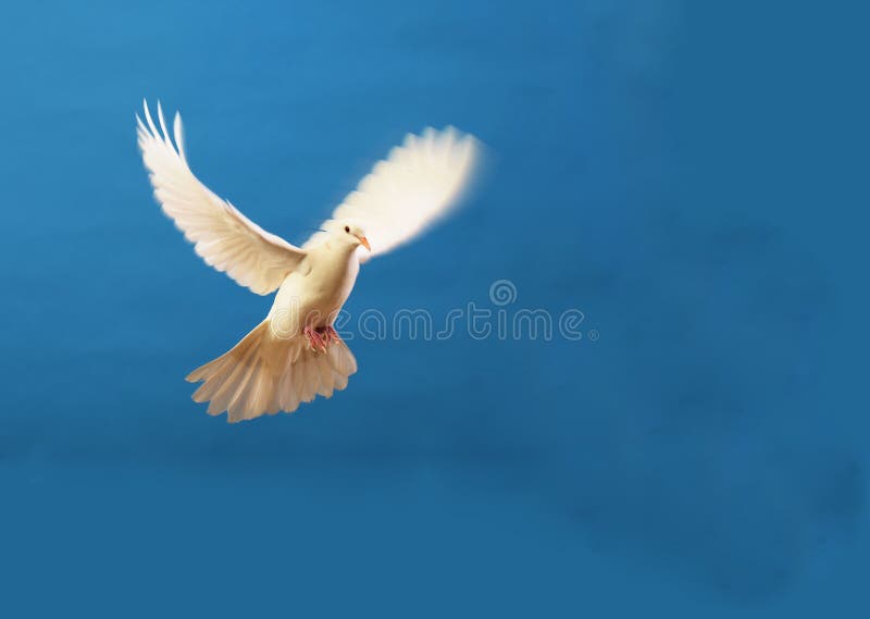 Colombe de blanc image stock. Image of international, mouche - 7294093