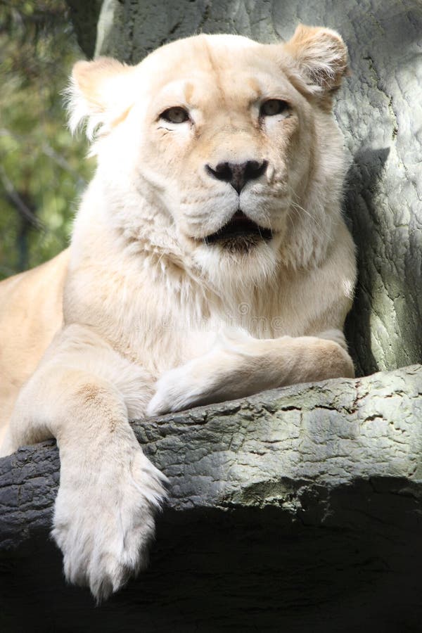 Lion et lionne blancs photo stock. Image du accouplement - 15173700